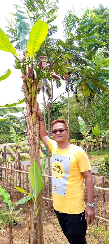Unik Di Desa Caringin Pisang Berbuah 4 Tandan Dalam Sepohon